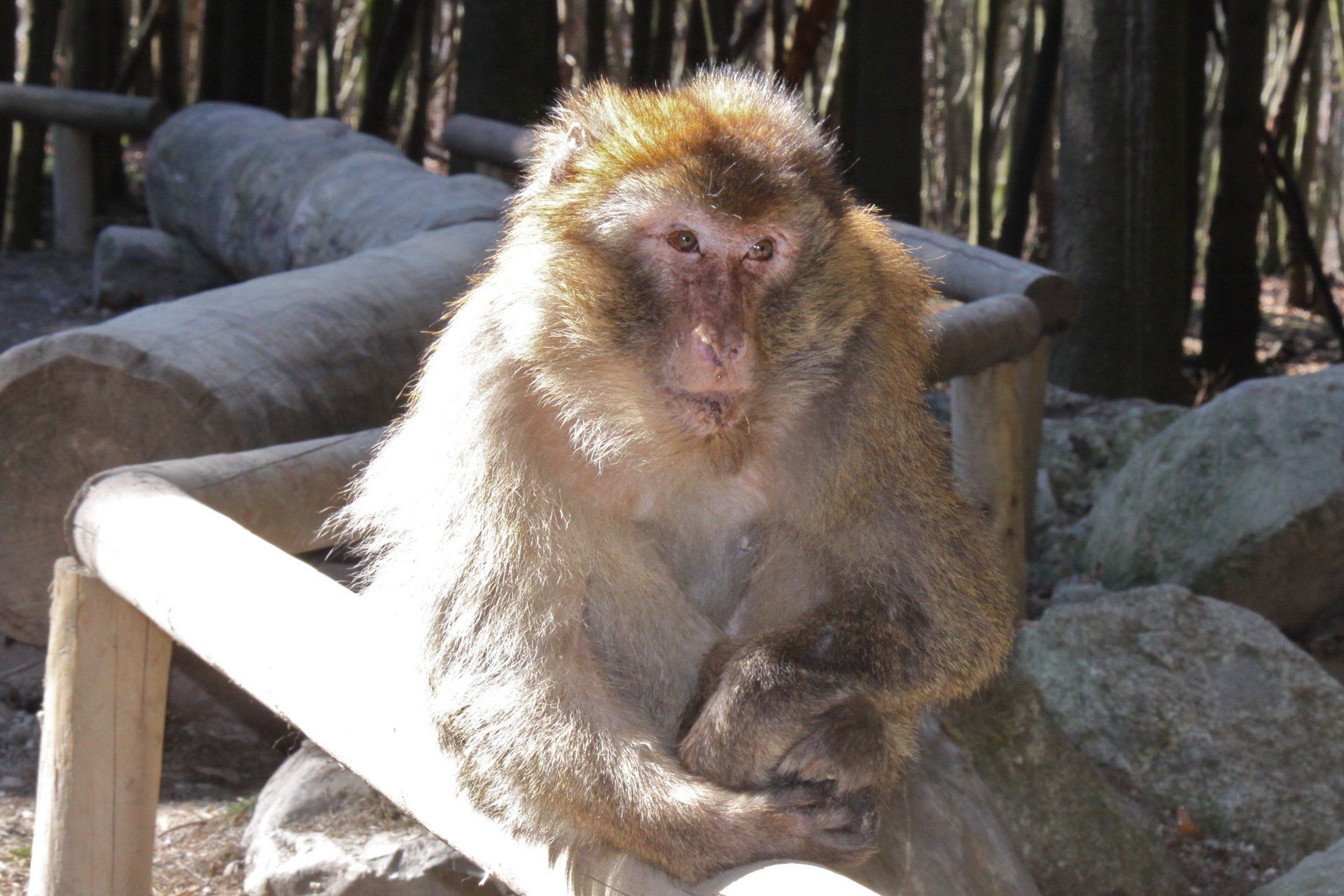 Am schönen Bodensee: der Affenberg