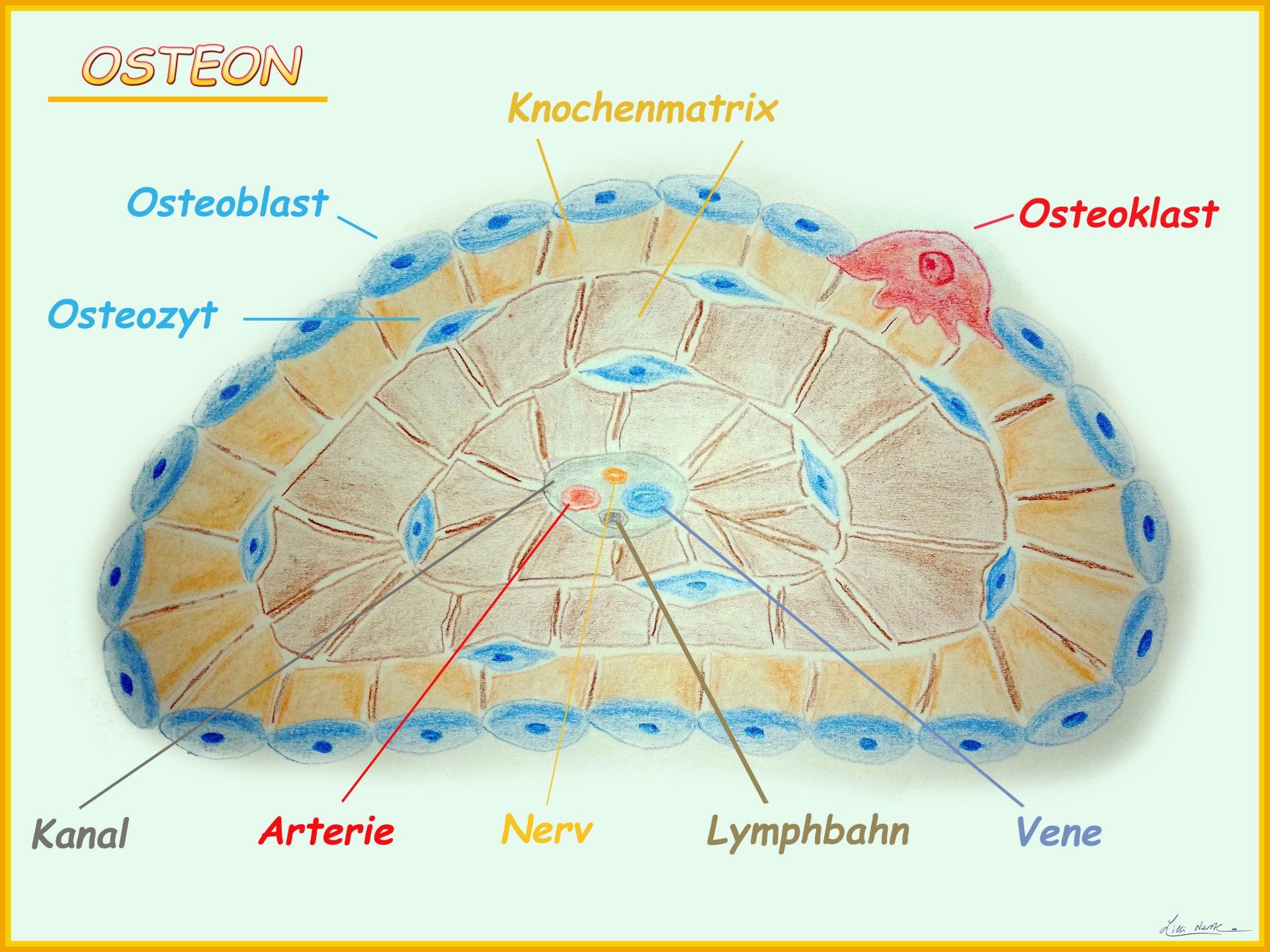 BAUKASTEN Hund - Die Knochen
