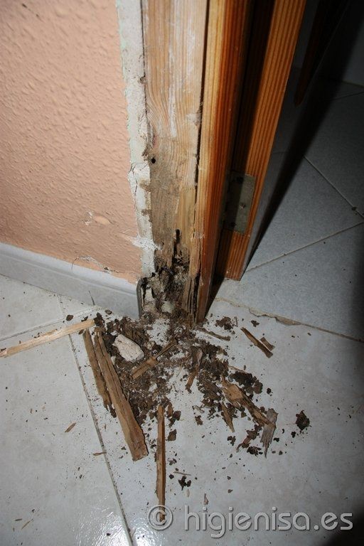 ¿Cómo detectar termitas? ¿Cómo saber si tengo termitas?