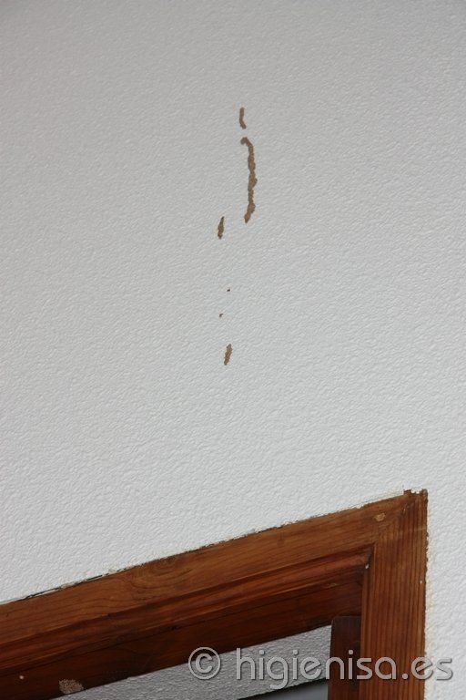 ¿Cómo detectar termitas? ¿Cómo saber si tengo termitas?