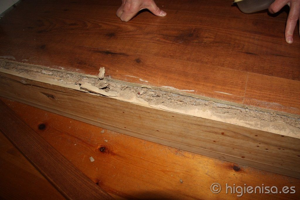 ¿Cómo detectar termitas? ¿Cómo saber si tengo termitas?