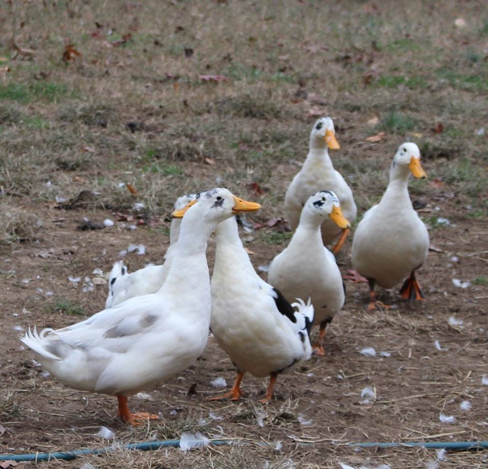 Ancona Ducks