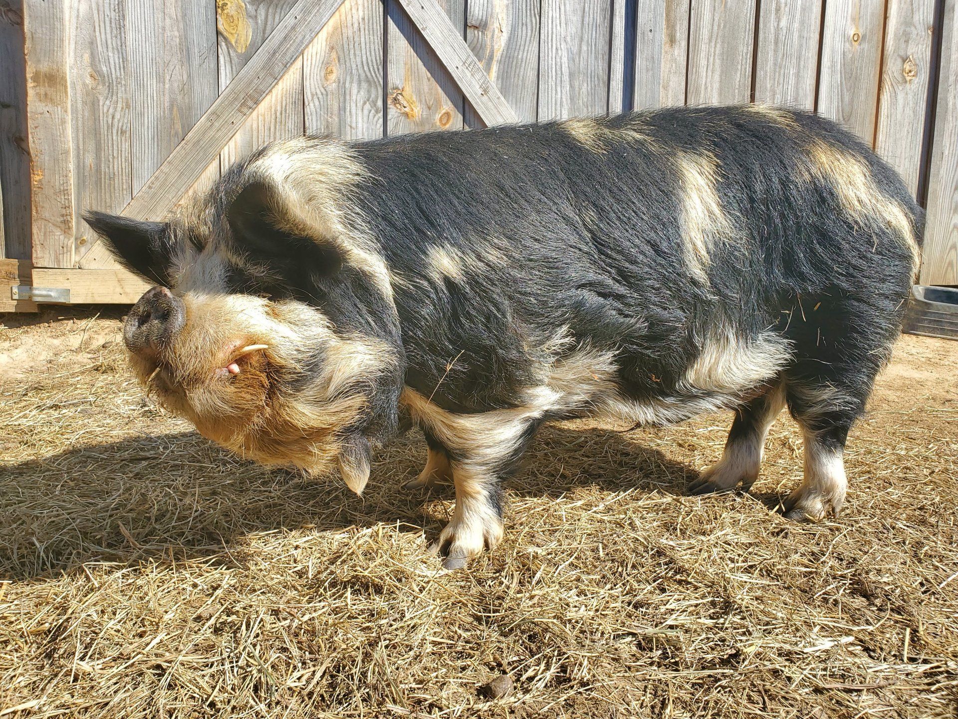 Kune Kune