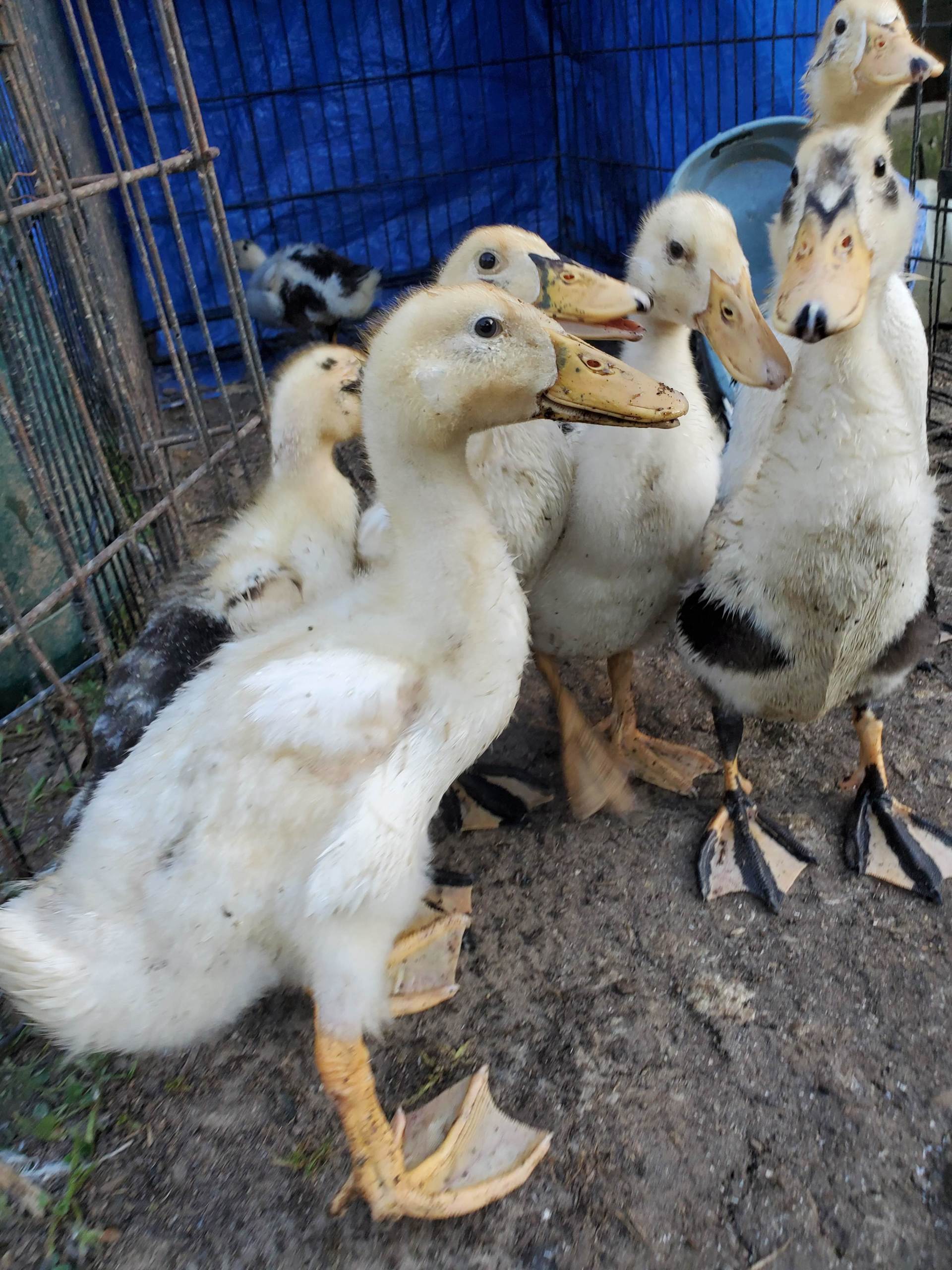 Ancona Ducks