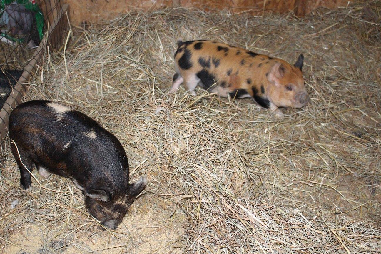 Kune Kune