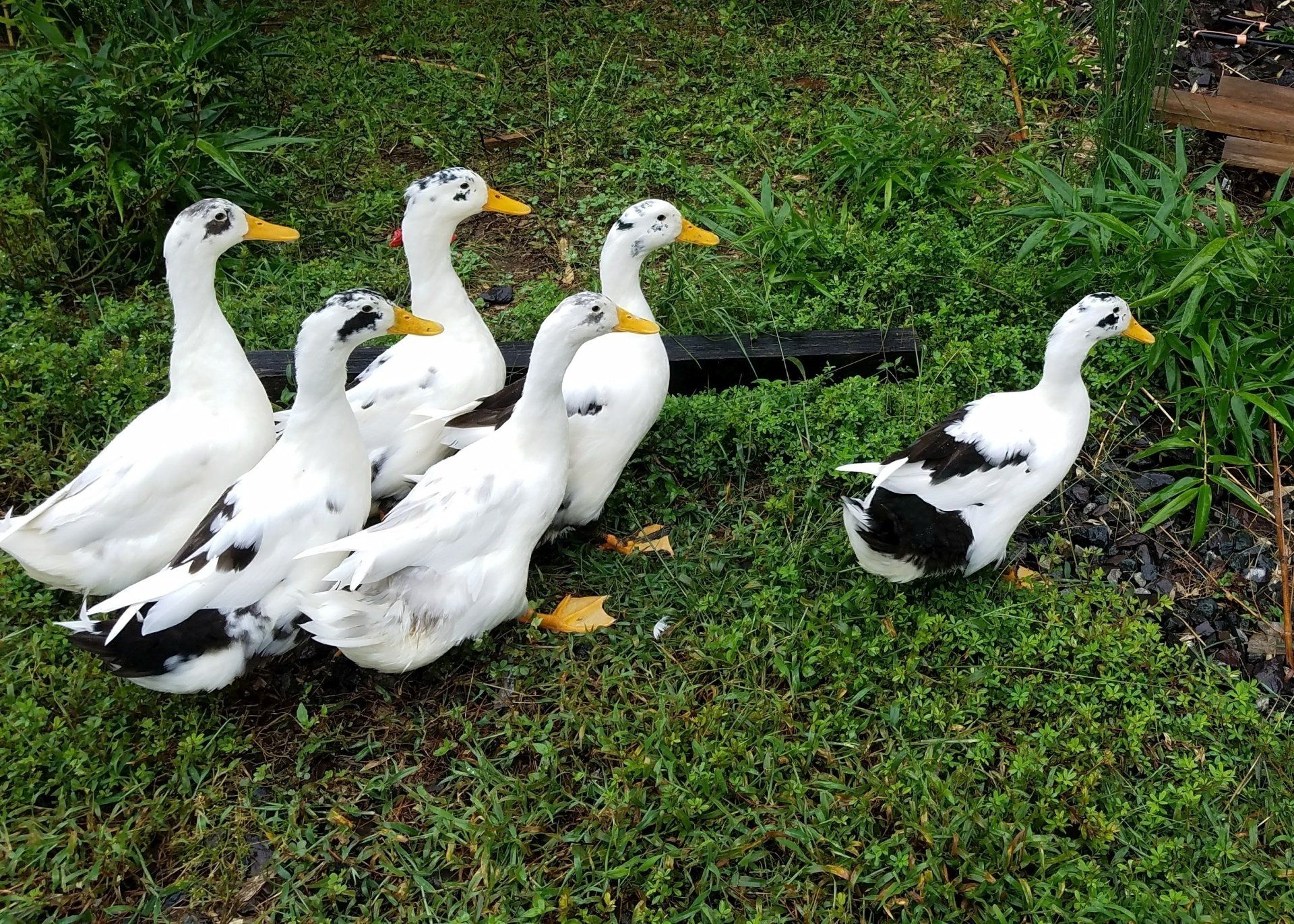 Ancona Ducks