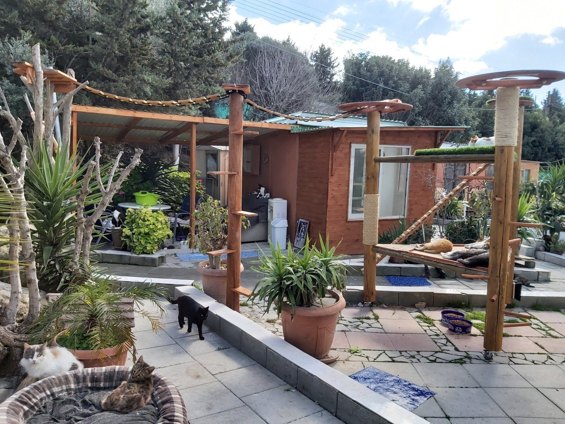 Cat sanctuary in Paphos, Cyprus. Caring for 850 cats