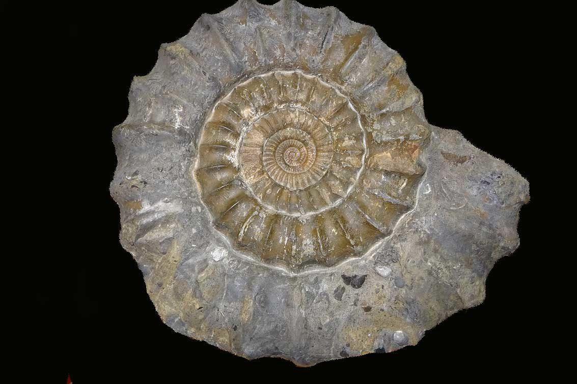 Fossili