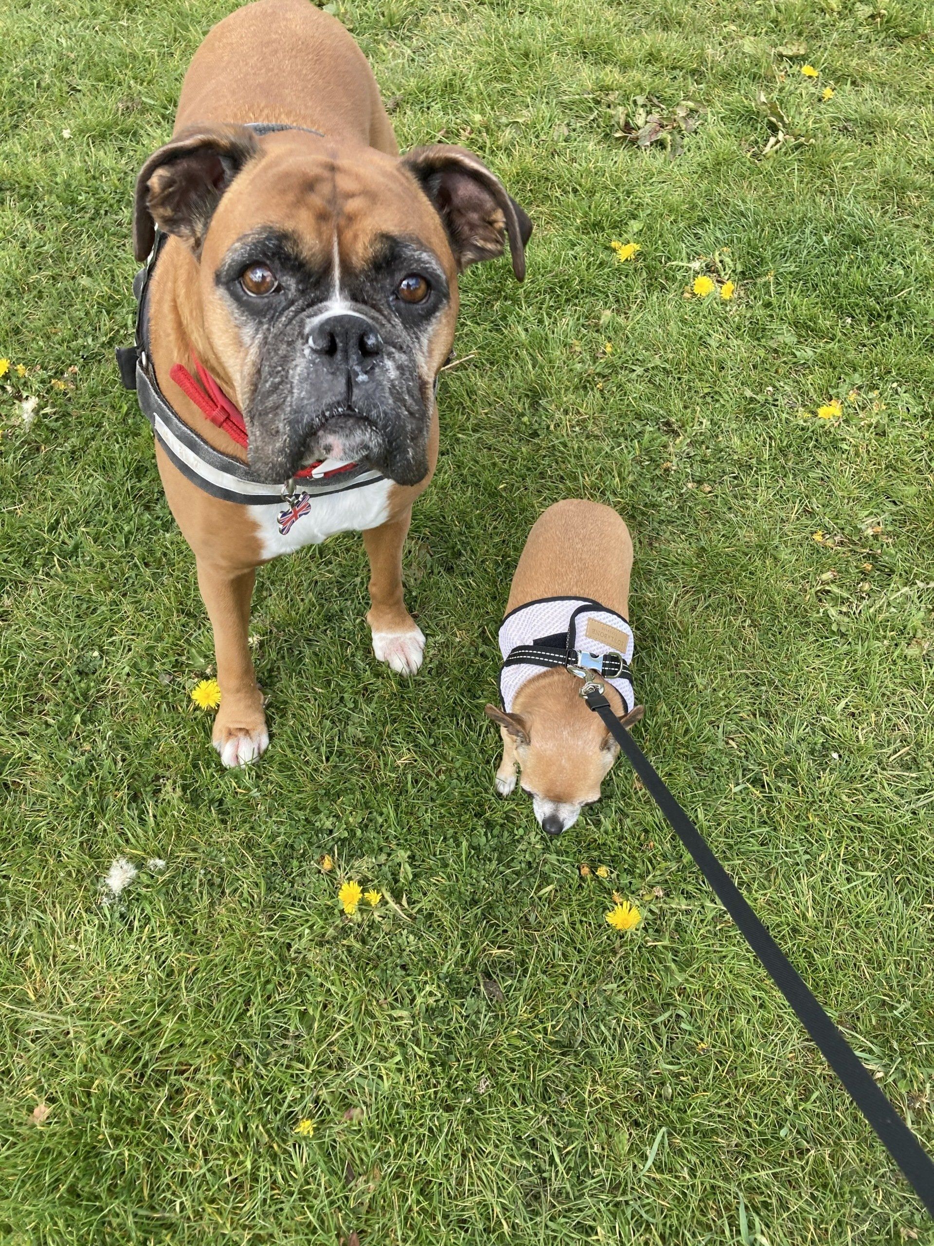 Waggy Tails Gallery