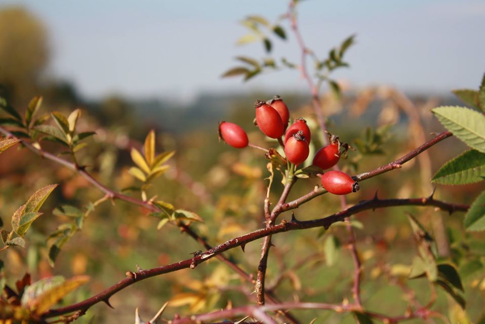 Wildbeeren sammeln