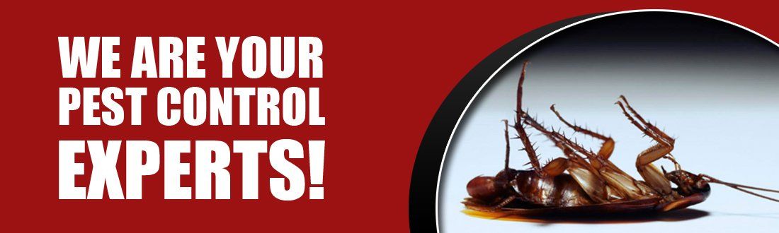 Pest Control Republic MO | Pest Control Near Me | The Bug Guy