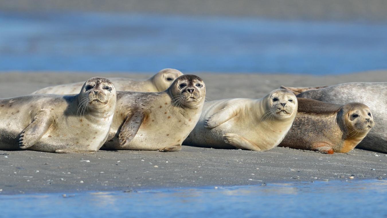 Trott'experience - Rencontrez les phoques au Crotoy