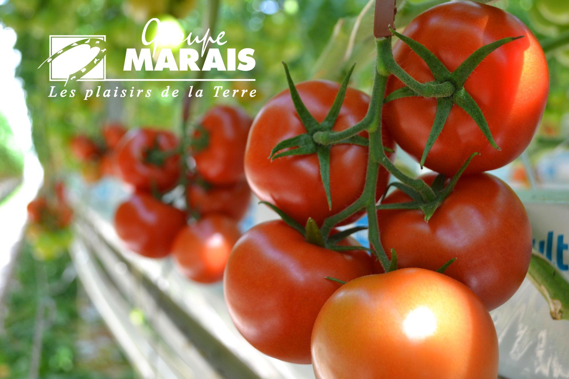 Nos Tomates Marais
