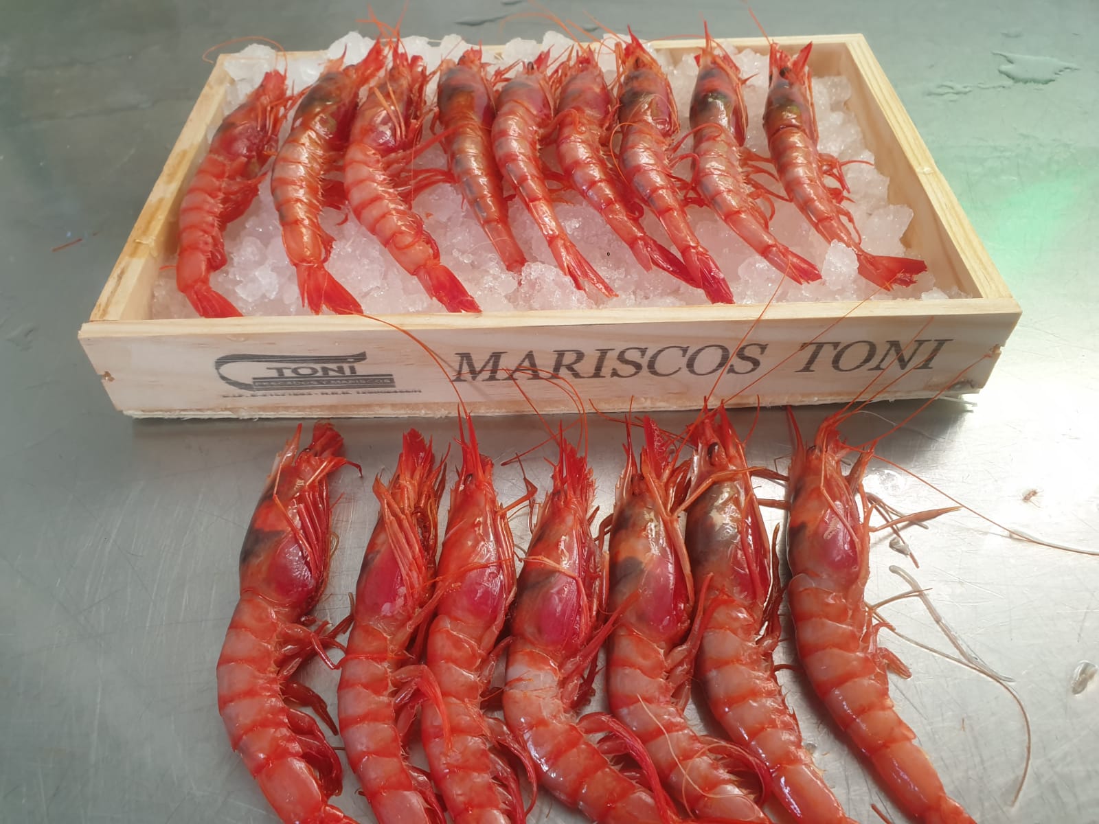GAMBA ROJA ALISTADA