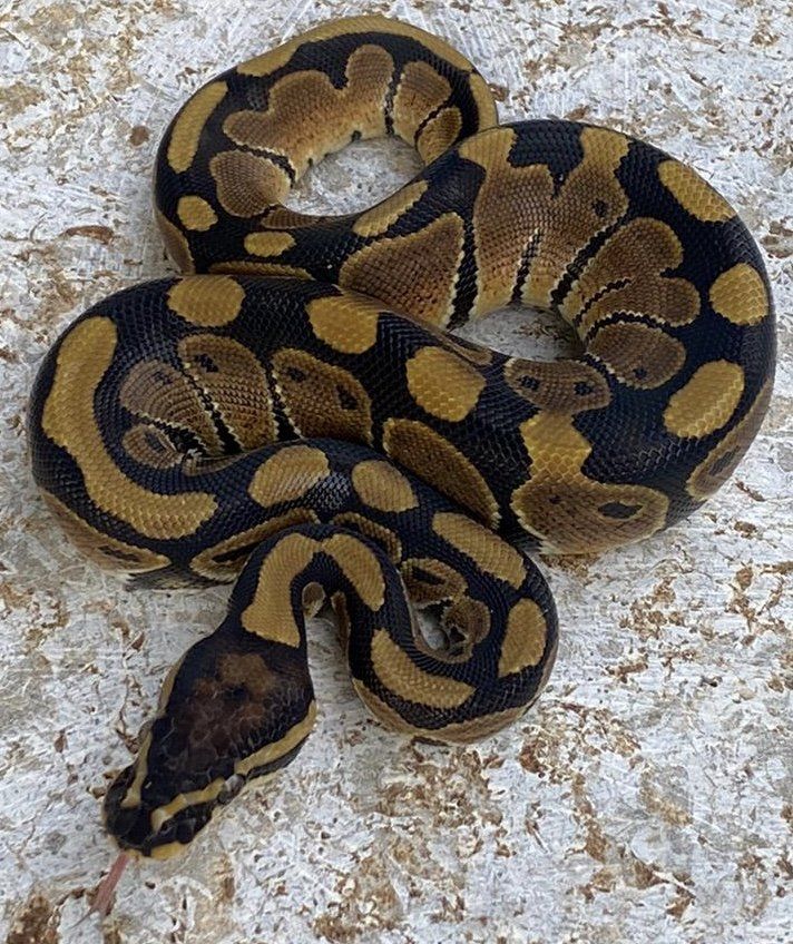 Königspython Zucht Schlangen Kaufen Nachzuchten