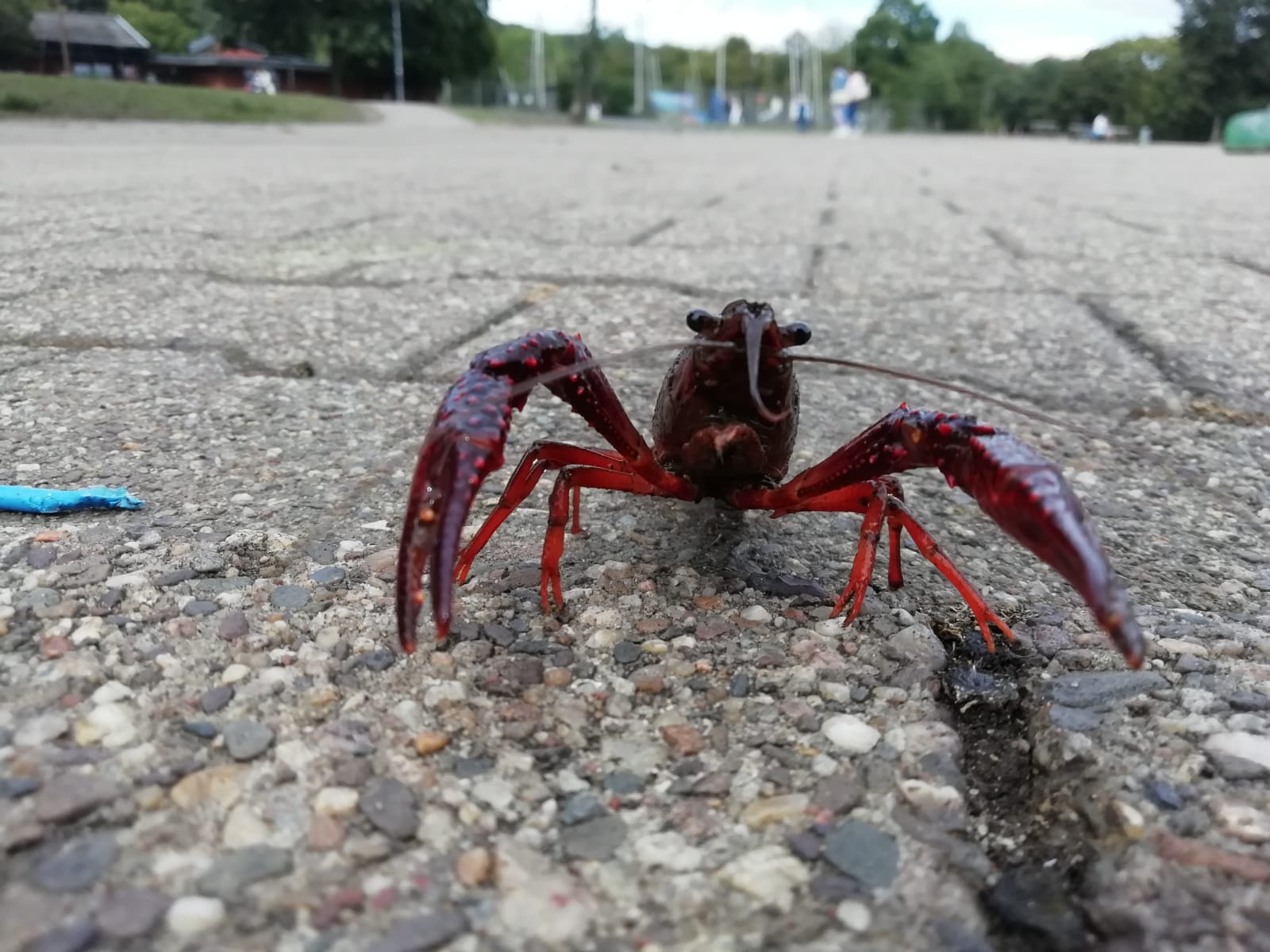 Invasive rote amerikanische Sumpfkrebse erobern die Ruhr