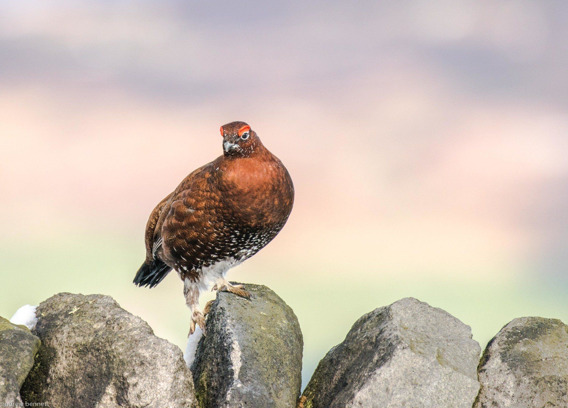 Stunning Wildlife Images taken across The Yorkshire Dales