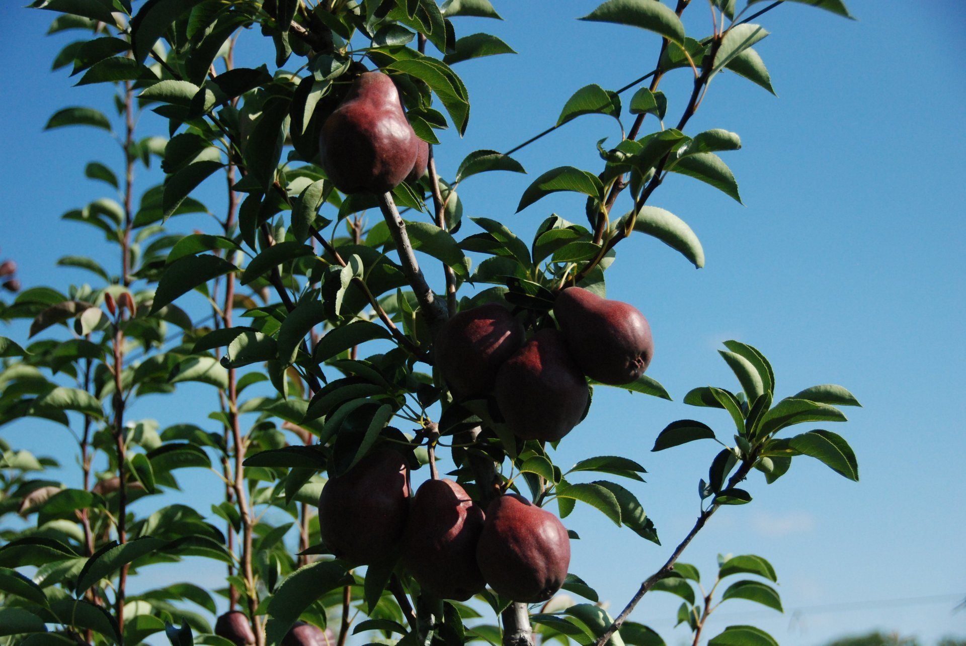 Poire williams rouge