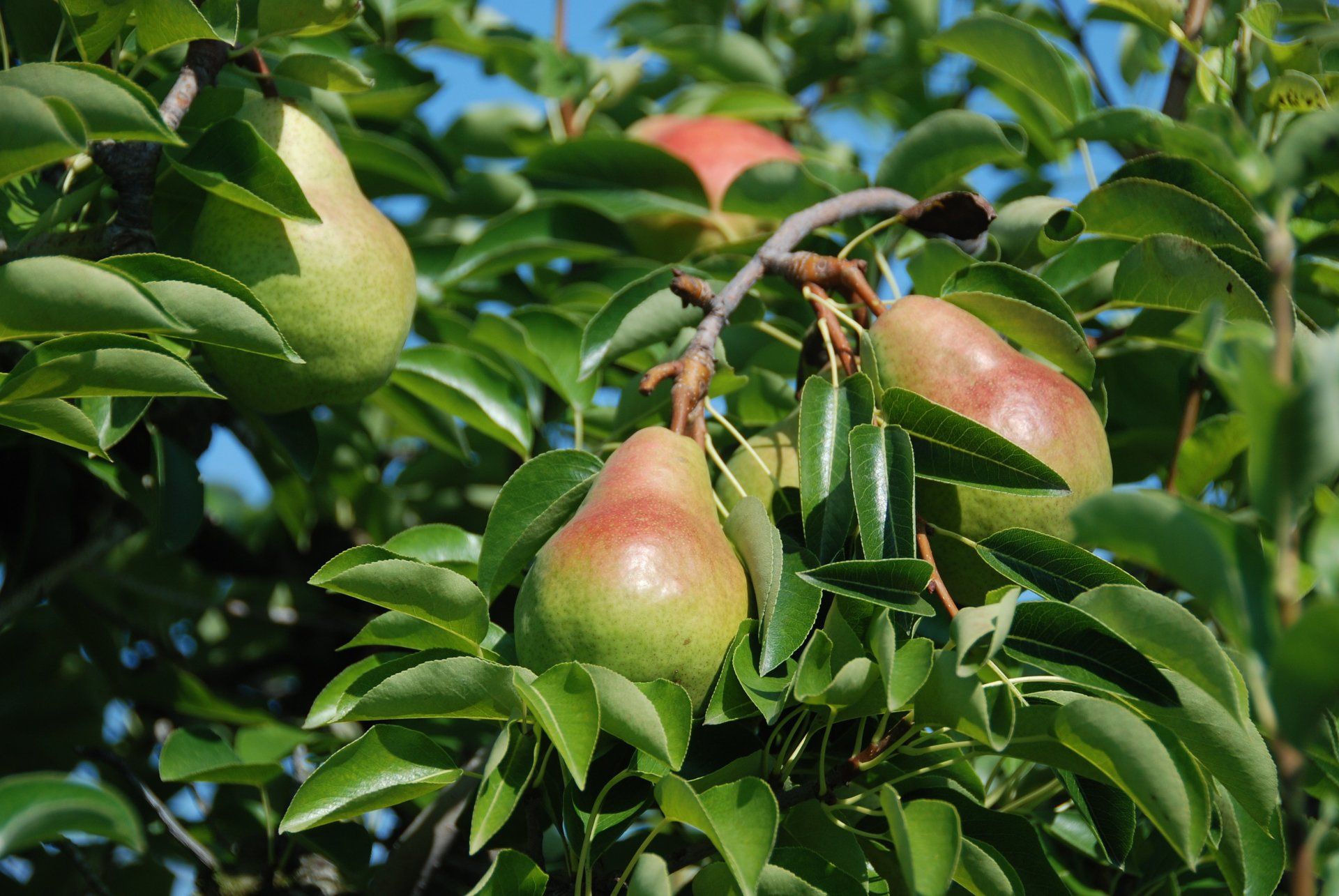 Poire William's/ Producteur/