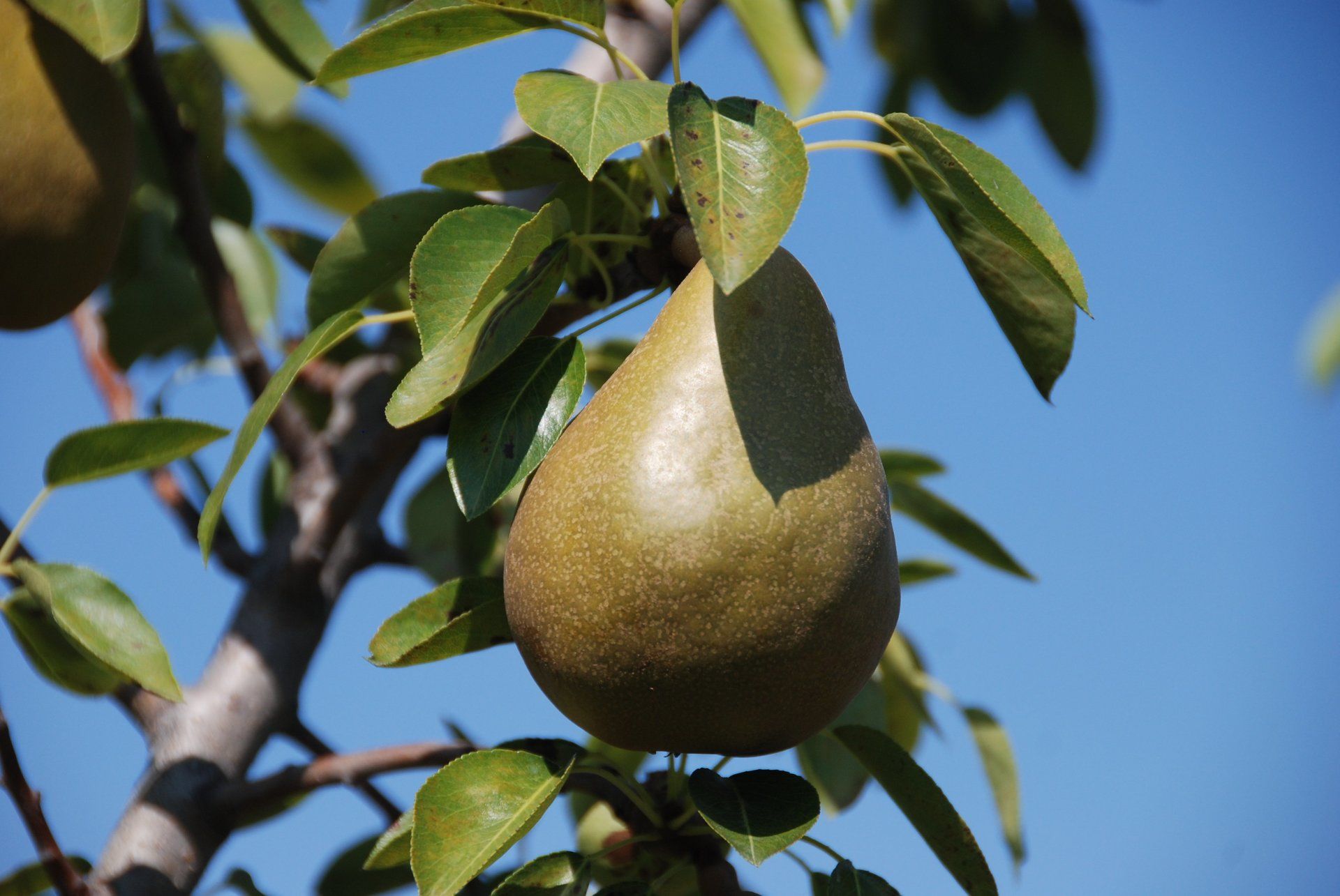 Producteur de poires et pommes, les Vergers de la Valloire