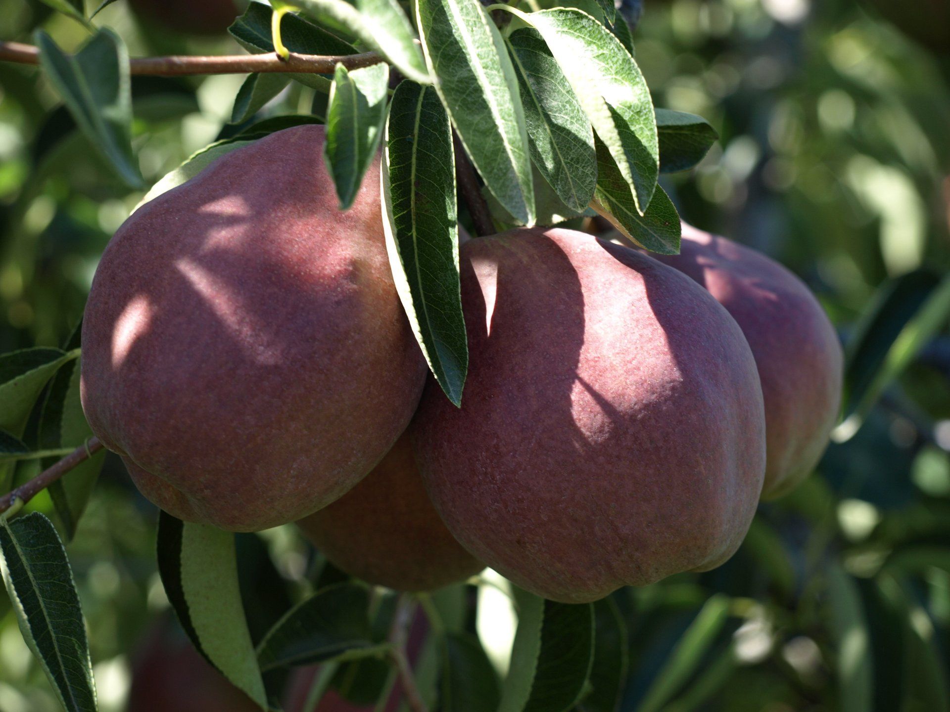 Poire williams rouge