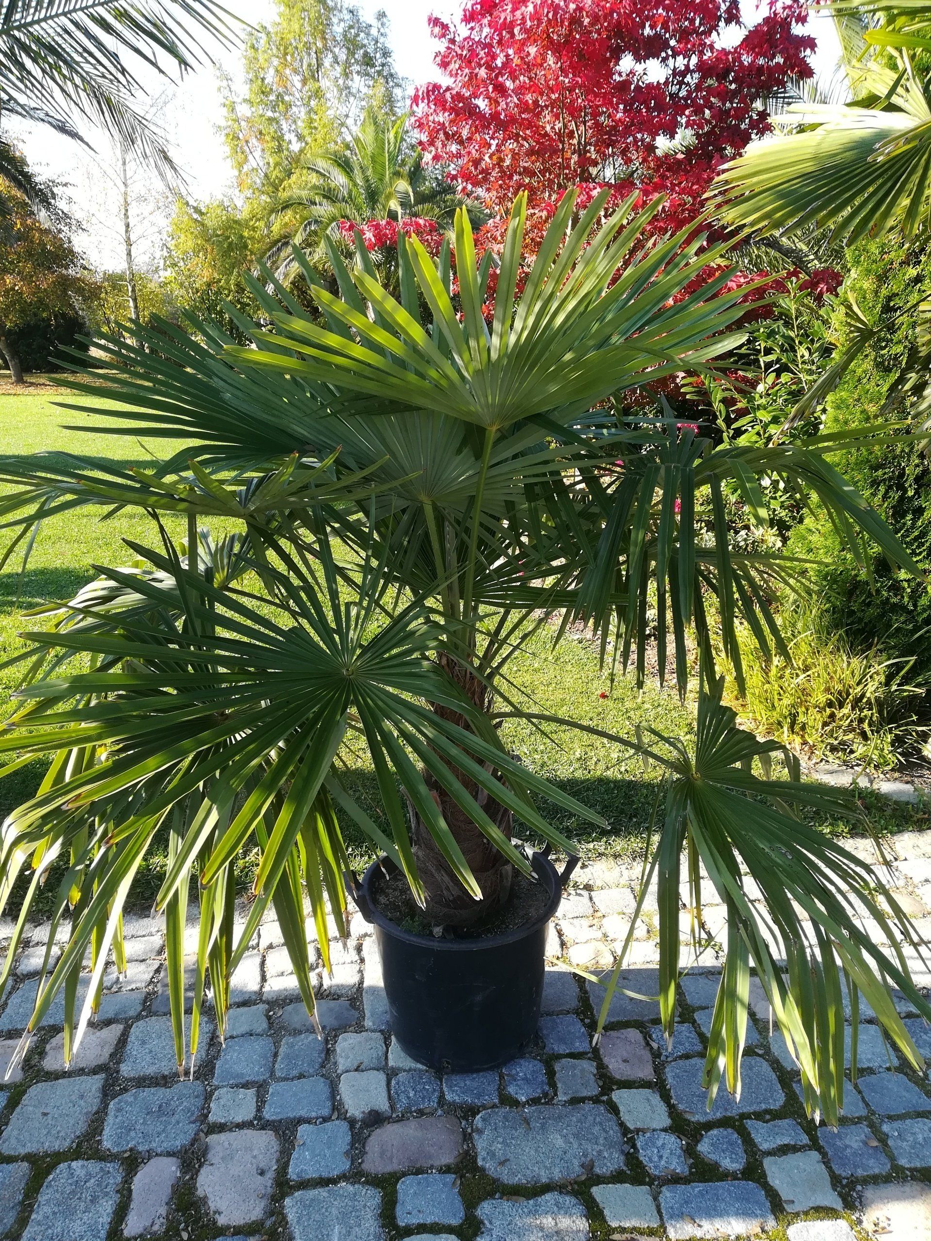Trachycarpus fortunei