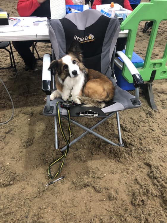 Home [www.devanadogs.com]