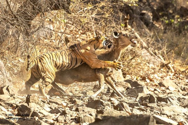 Tigers - Ranthambhore National Park