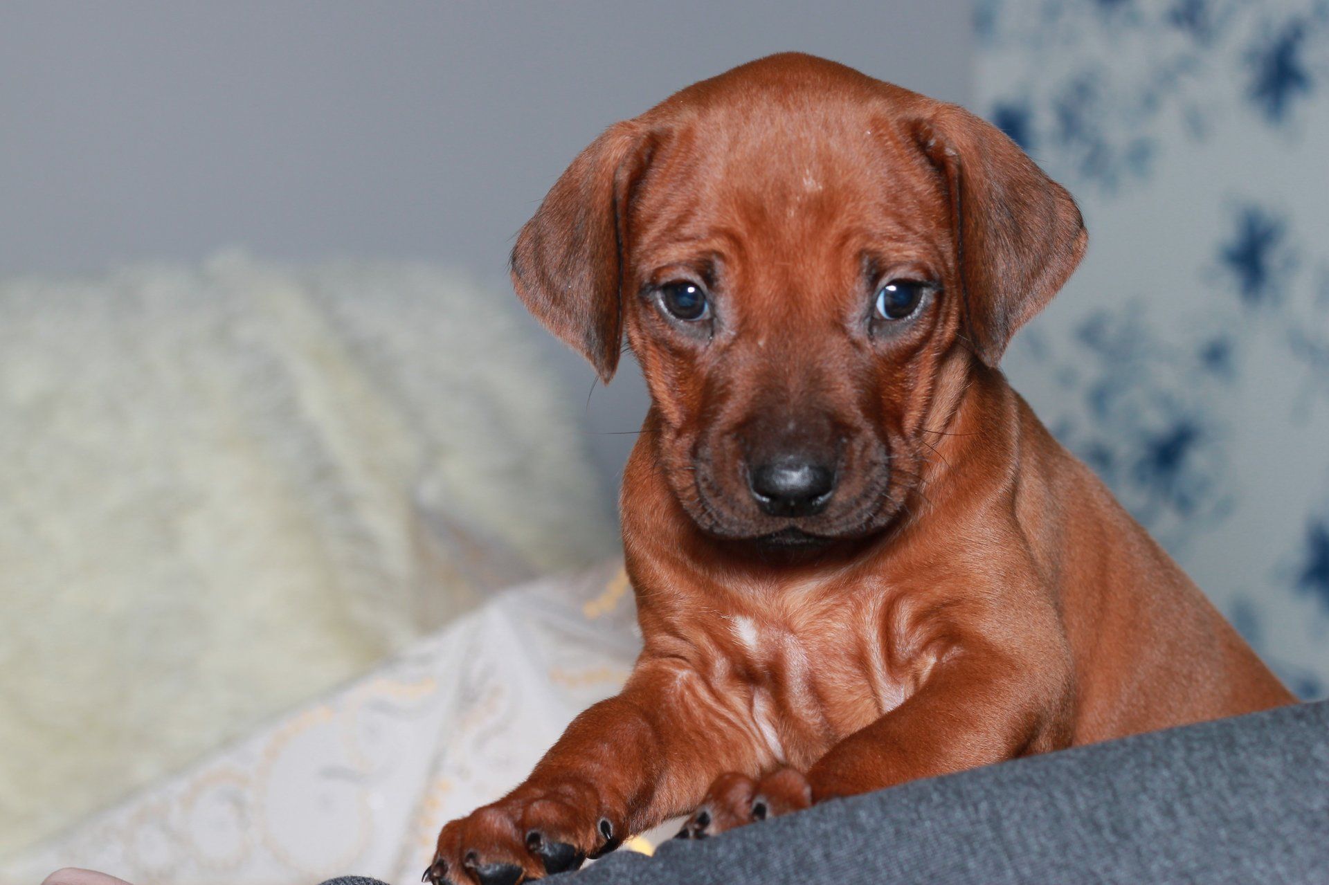 Rhodesian Ridgeback Kibongo Wurfplanung mit Hündin Umvuma Nuala Lana