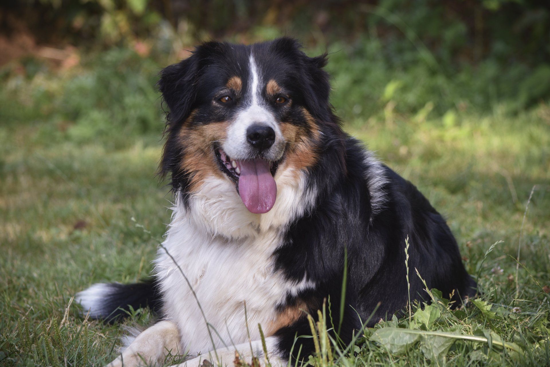 Der Australian Shepherd