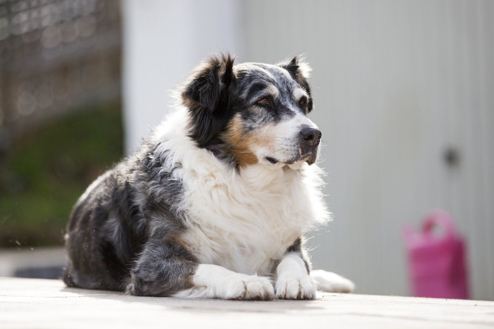 Der Australian Shepherd