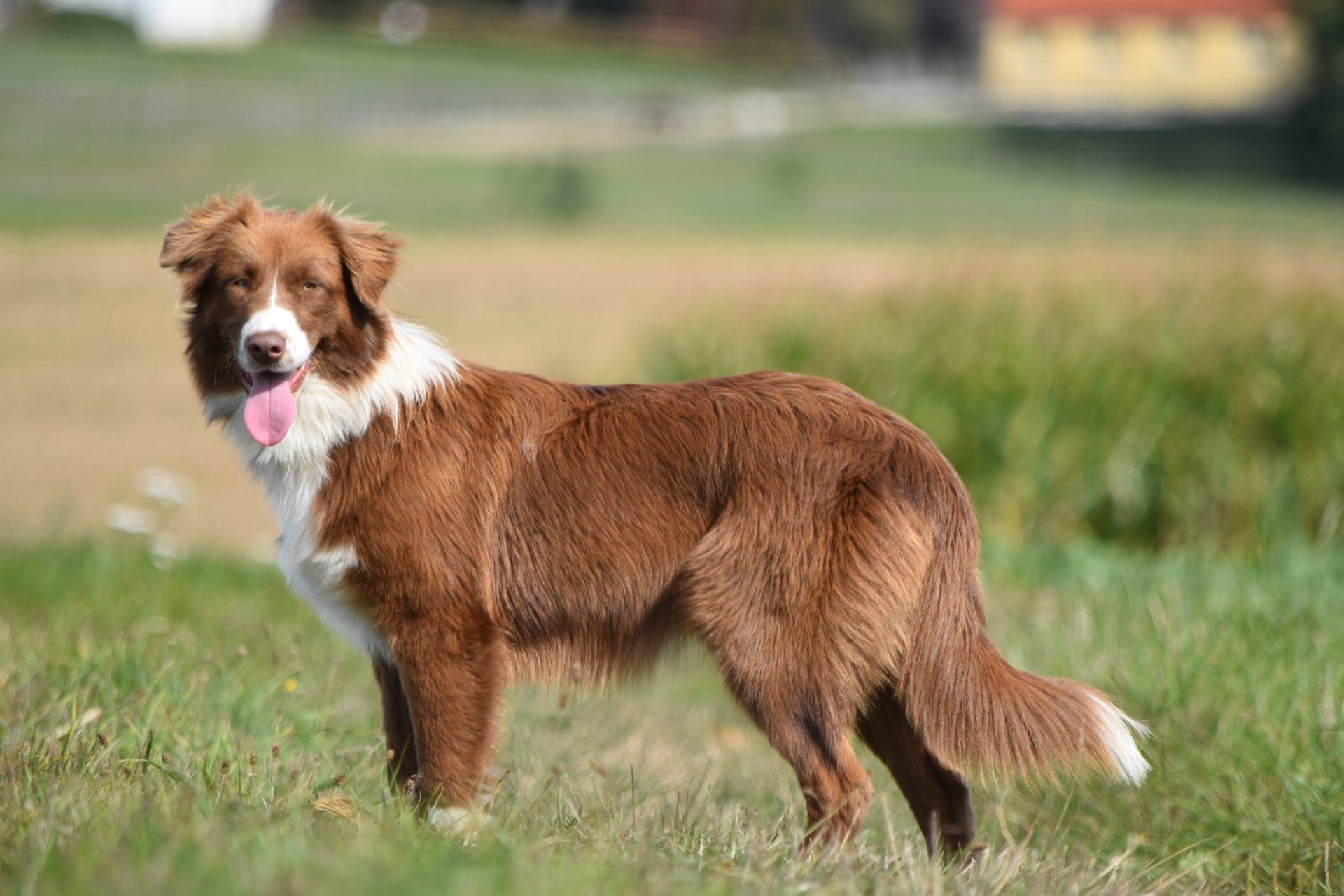 Der Australian Shepherd