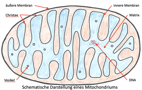 Mitochondrienmedizin