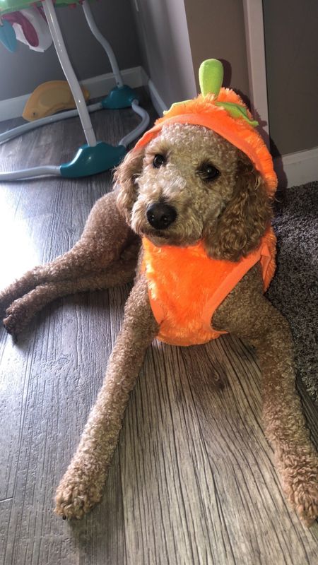 Home [www.cuddledoodles.com]