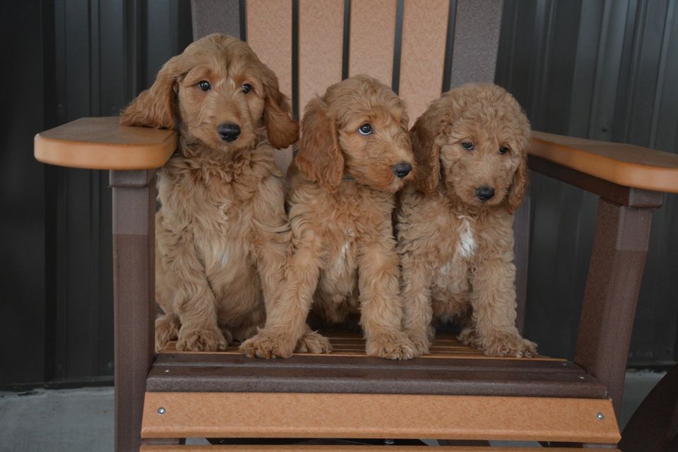 Goldendoodles