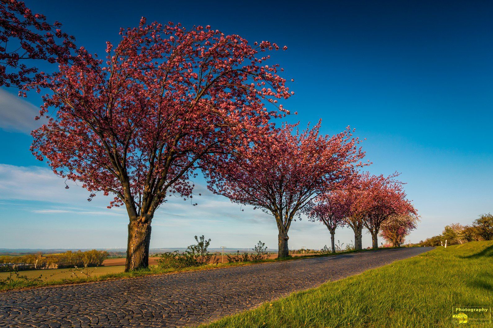 Die Kirschblüte im Sonnenuntergang