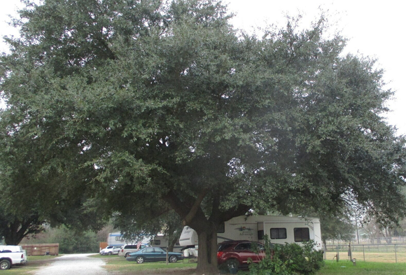 Magnolia Blossom RV Park, Magnolia Texas
