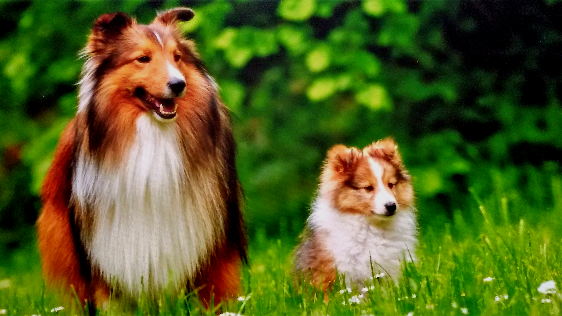 Sheltie, Hunderasse Sheltie,Shetland Sheepdog Züchter,