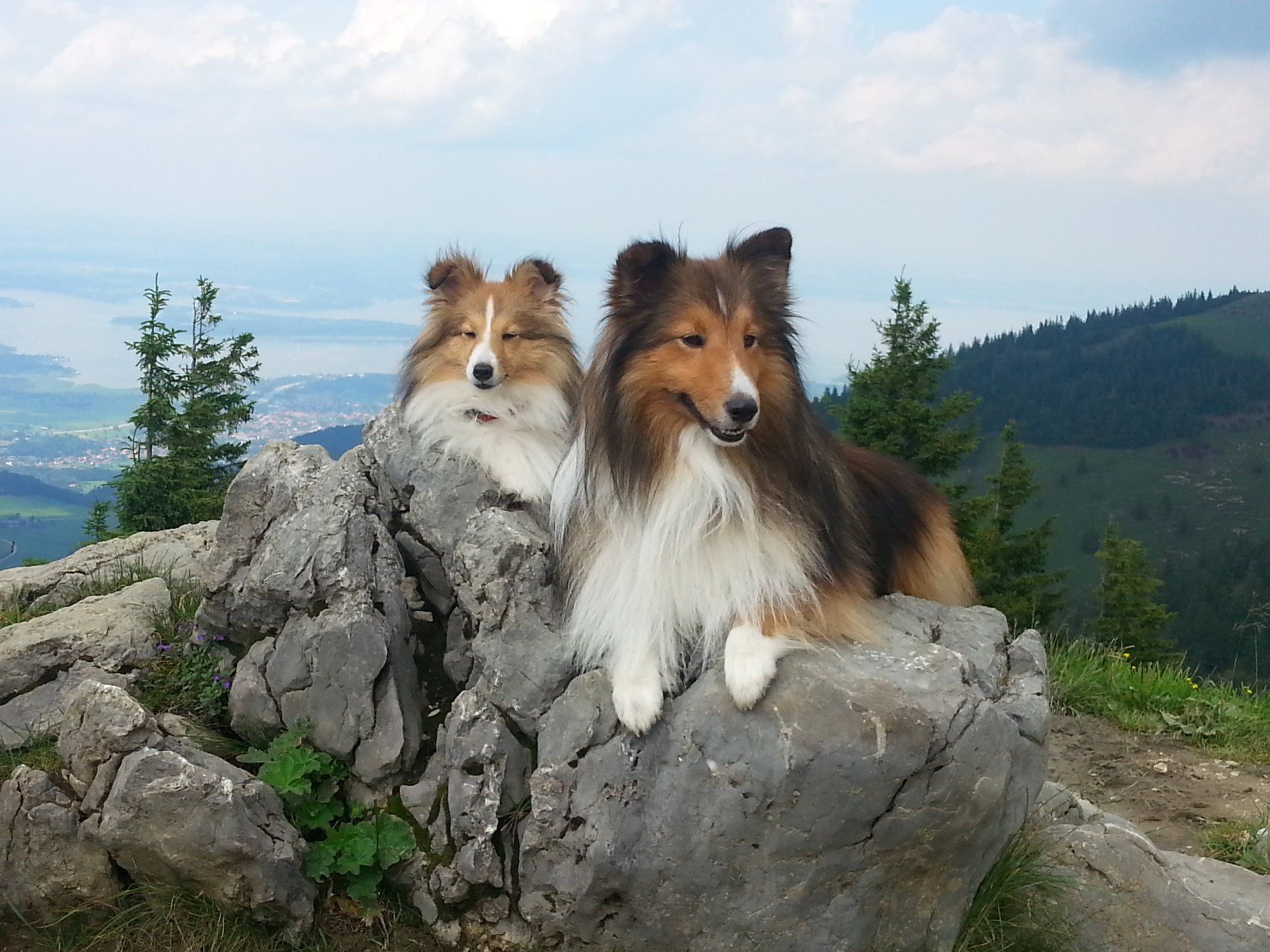 Sheltie, Hunderasse Sheltie, Shetland Sheepdog Züchter