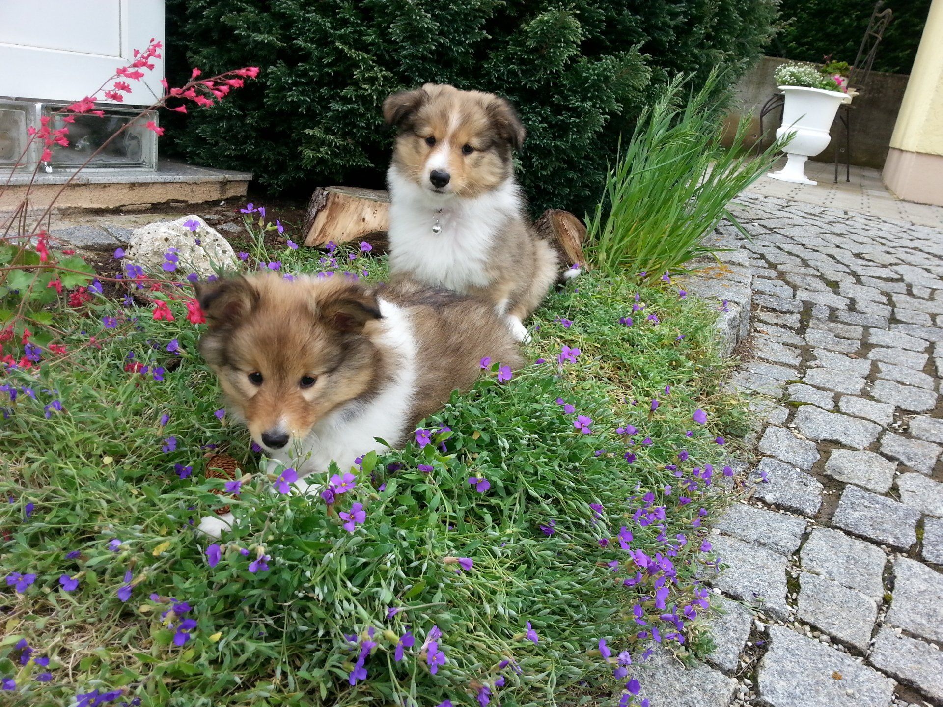 Sheltie, Hunderasse Sheltie, Shetland Sheepdog Züchter