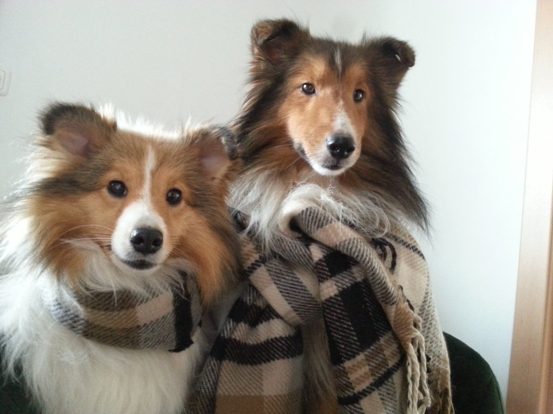 Sheltie, Hunderasse Sheltie, Shetland Sheepdog Züchter