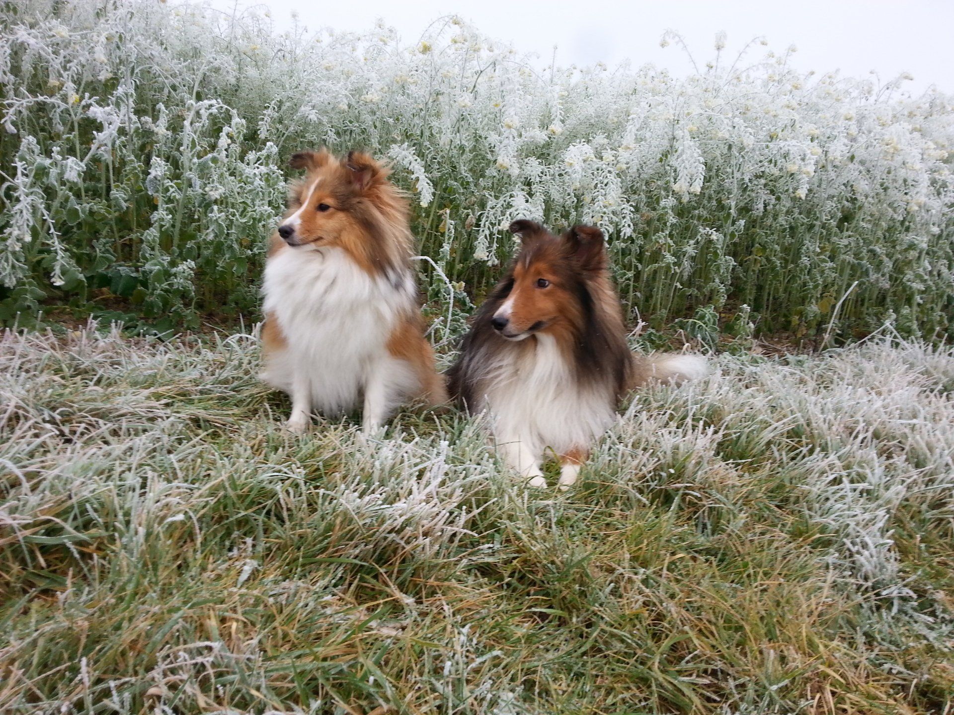 Sheltie, Hunderasse Sheltie, Shetland Sheepdog Züchter