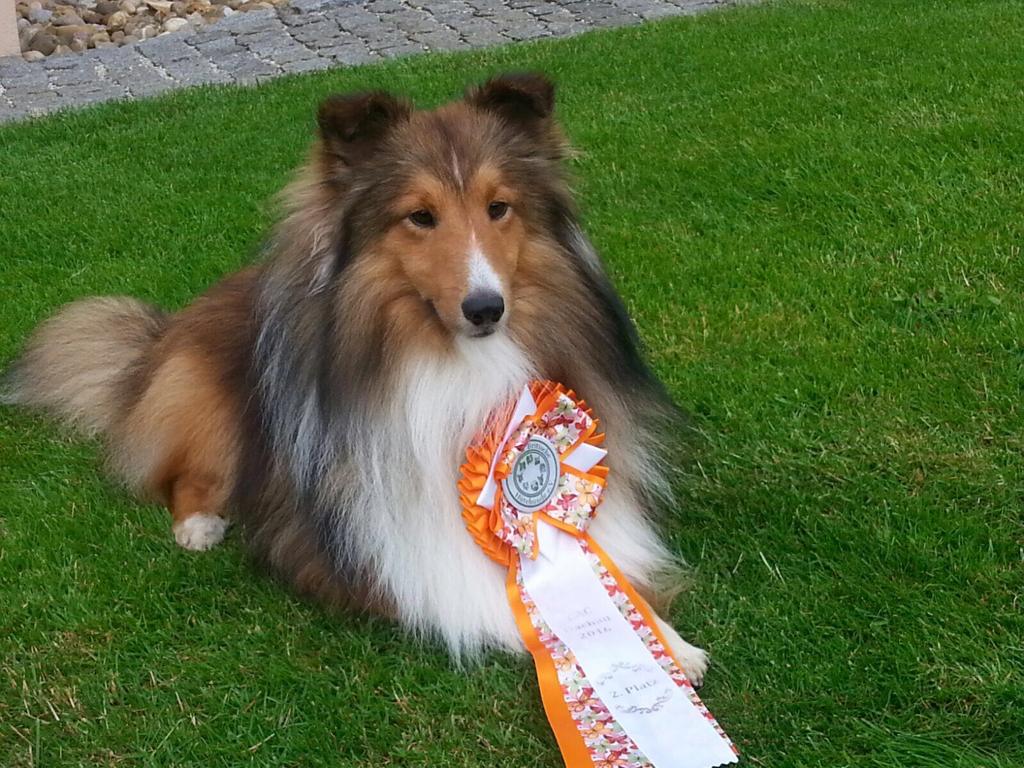 Sheltie, Hunderasse Sheltie, Shetland Sheepdog Züchter