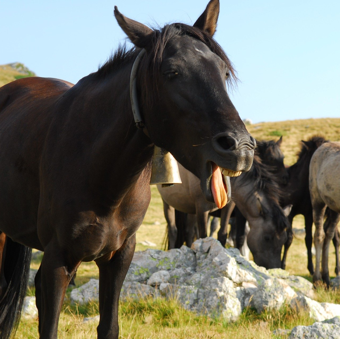 Die Körpersprache der Pferde verstehen