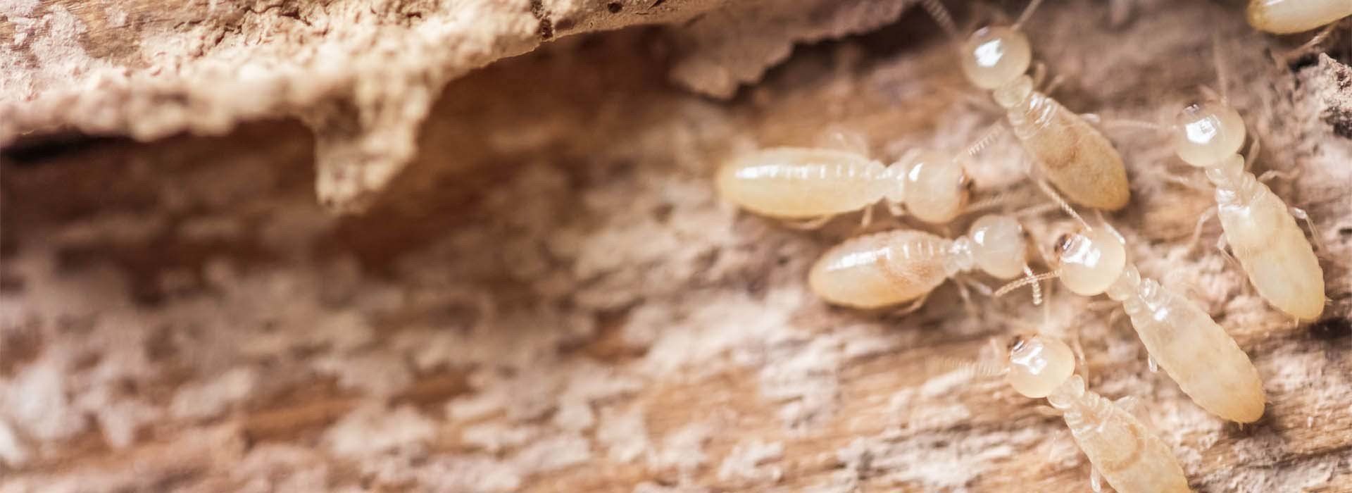 Como eliminar termitas. Tratamientos para eliminar termitas