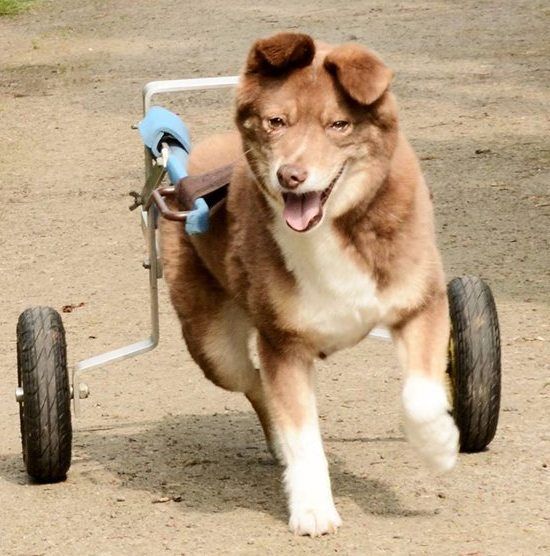 Ein Herz für Handicap Tiere e.V.