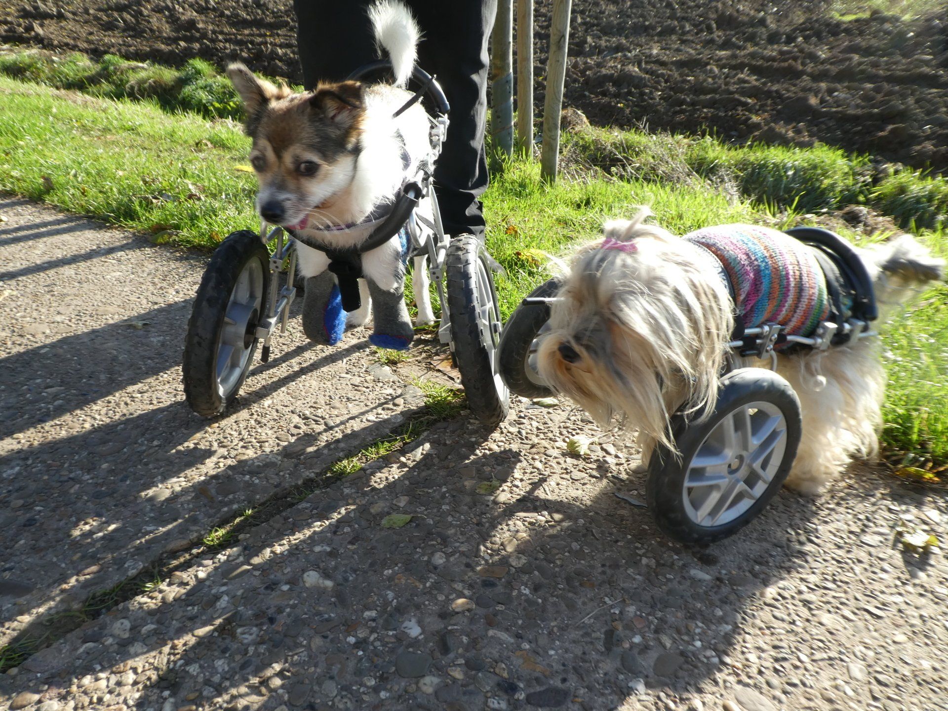 Ein Herz für Handicap Tiere e.V.