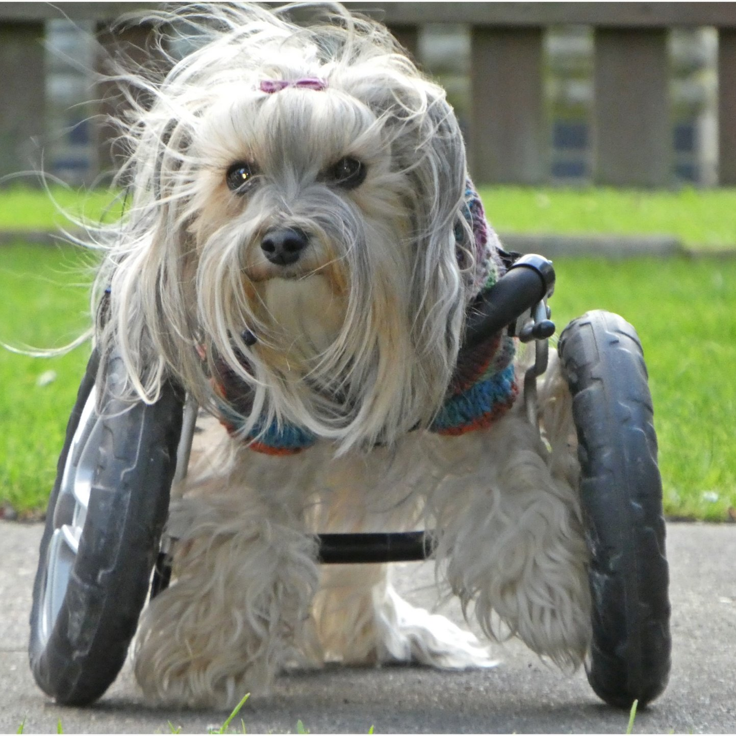 Ein Herz für Handicap Tiere e.V.