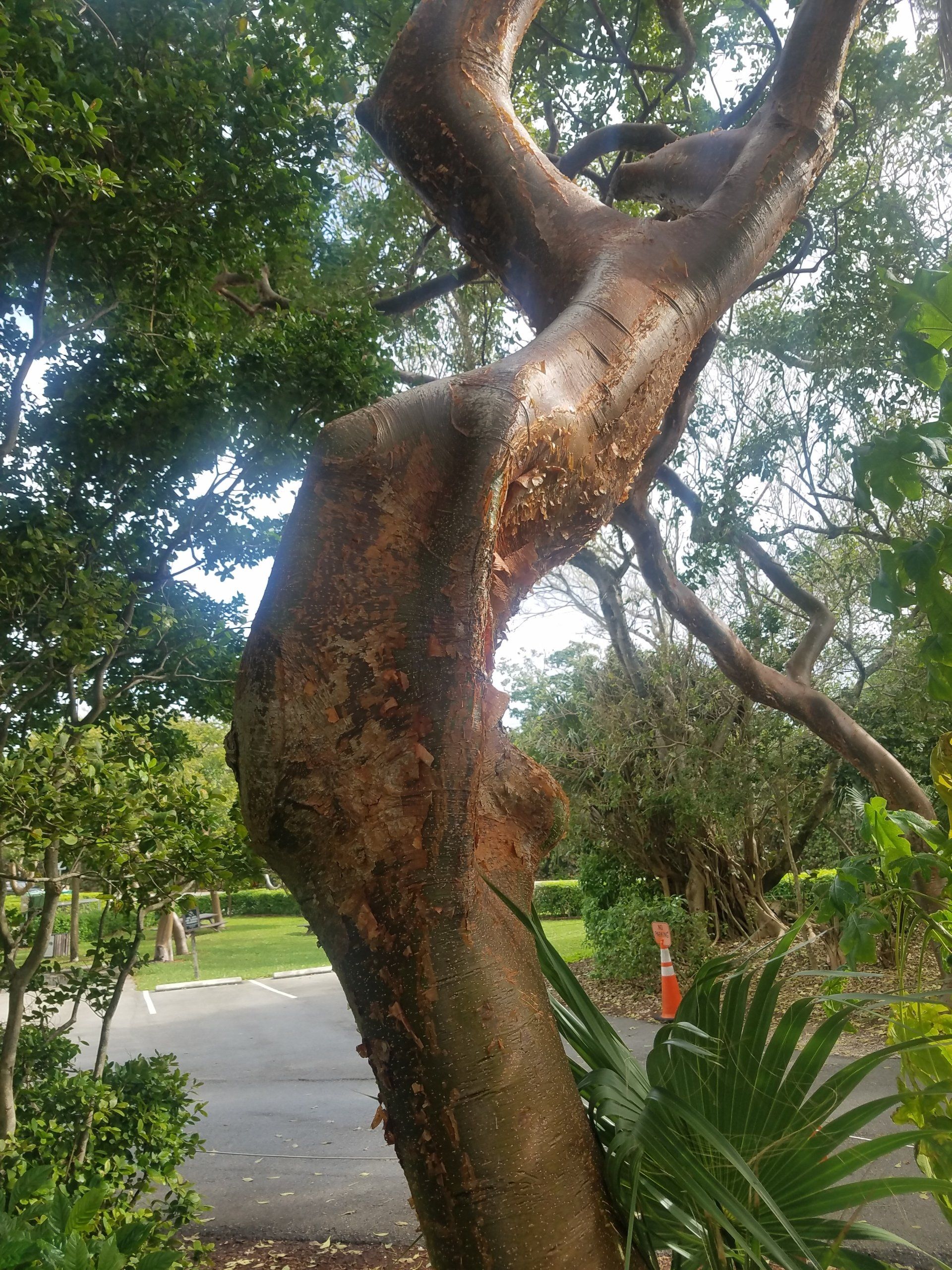 Lawn Care and Tree Injury by the Improper Use of Herbicides.