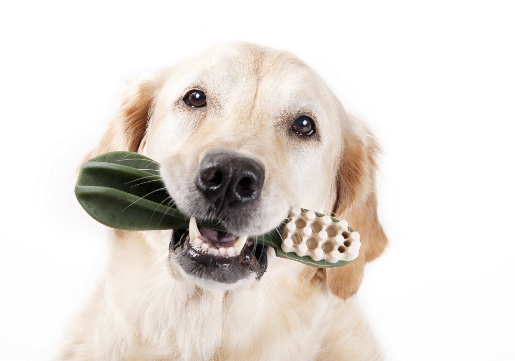 Die Fellstylisten Die Ausbildung Zum Hundefriseur Die Fellstylisten Die Ausbildung Zum Hundefriseur